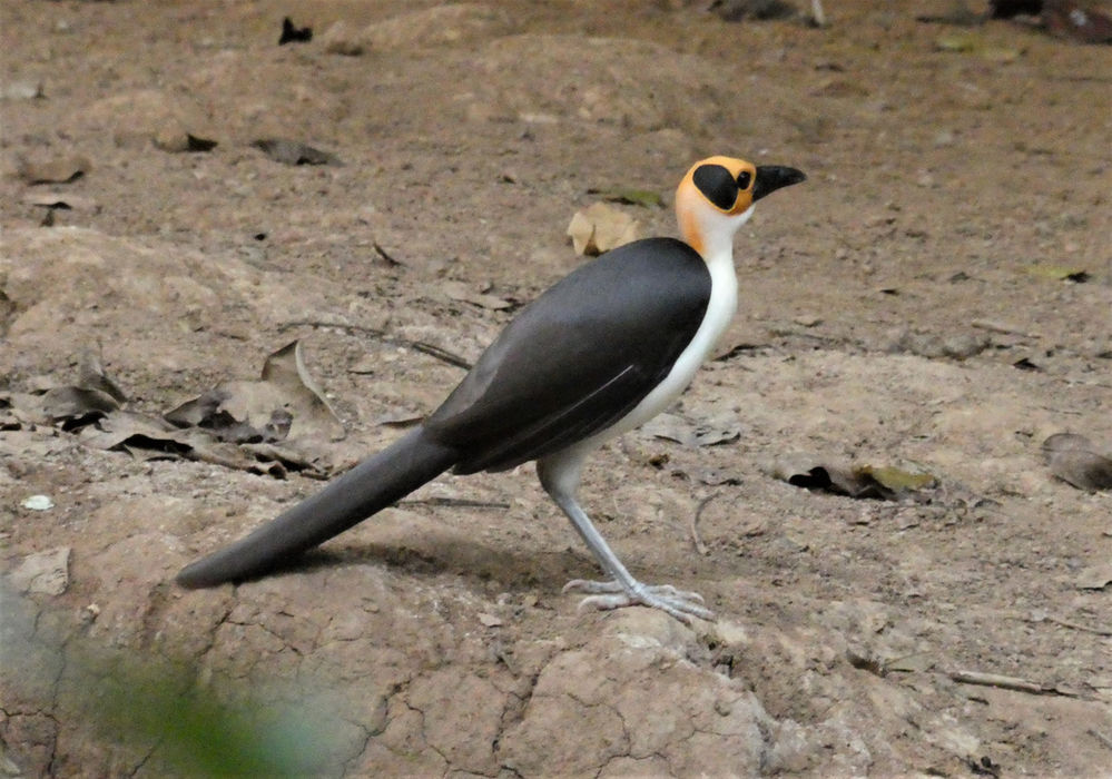 Birds of hope: How a species once thought extinct is bringing new life ...
