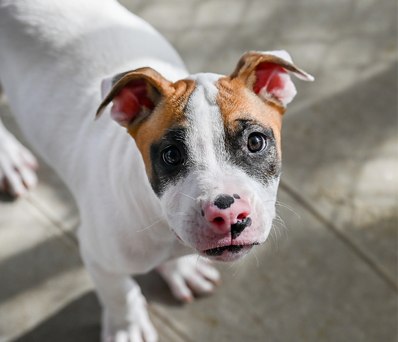Non-Profit, No-Kill Animal Shelter | Pet Placement Center | Chattanooga, TN