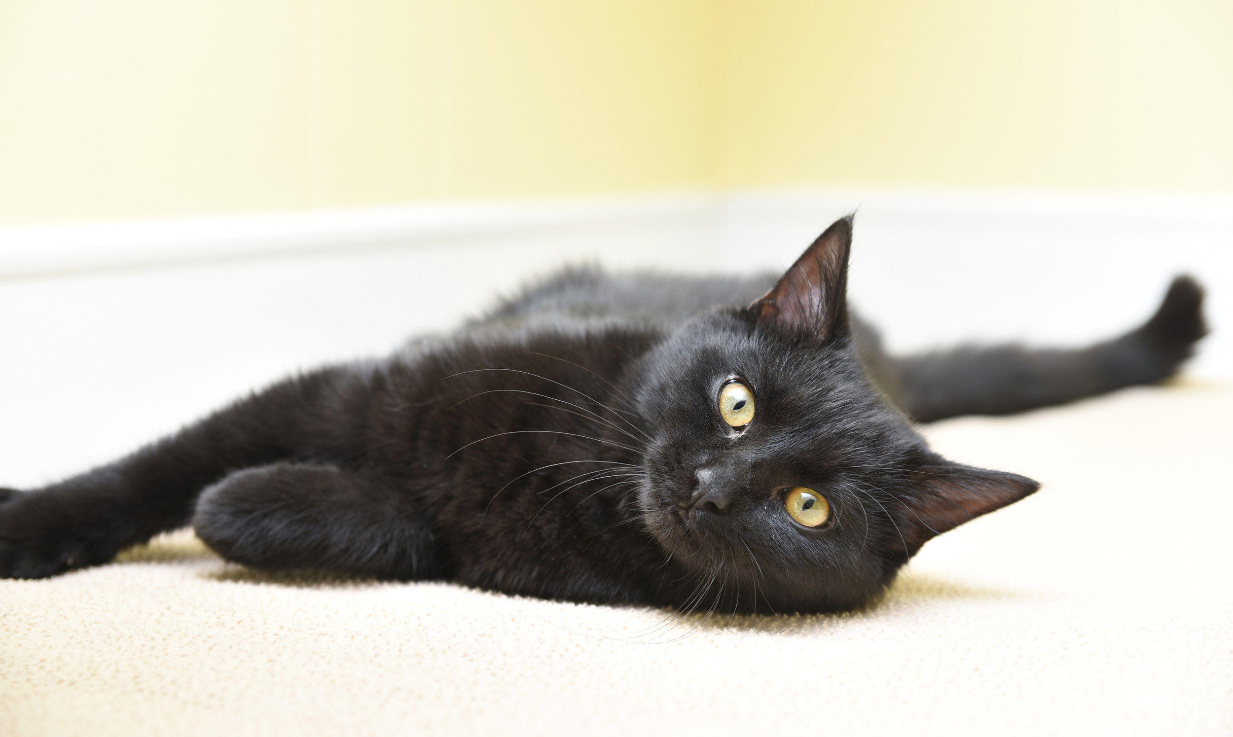 Non-Profit, No-Kill Animal Shelter | Pet Placement Center | Chattanooga, TN