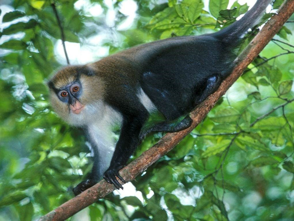 Reasons to protect Atewa Forest Reserve