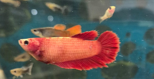 Female Fighter Fish (Beta) | Emersons Pet Centre