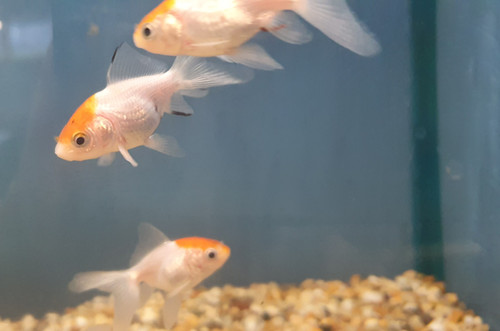 Small Red Cap Fantail | Emersons Pet Centre