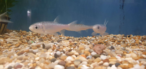 Blue Orfe 3-4" | Emersons Pet Centre