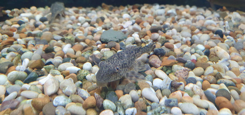 Common Plec 6cm | Emersons Pet Centre