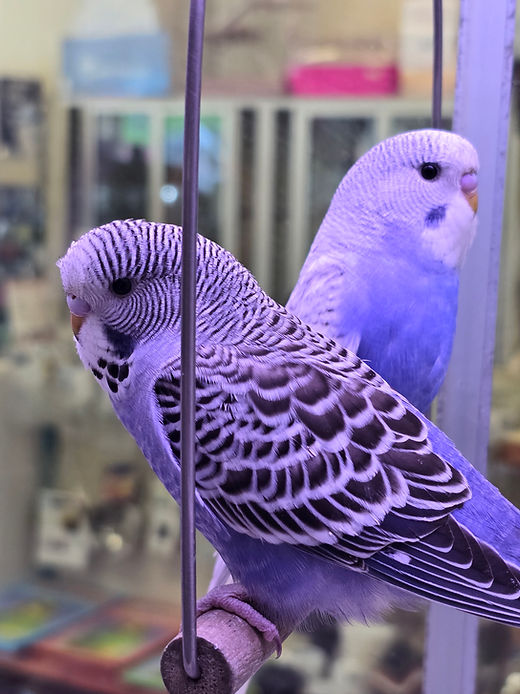 violet budgie