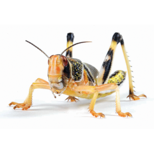 Extra Large Live Locusts (36-42mm) | Emersons Pet Centre