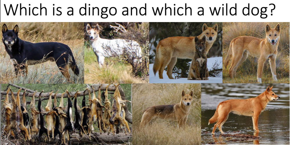 The facts about dingo DNA testing – reliability and accuracy.