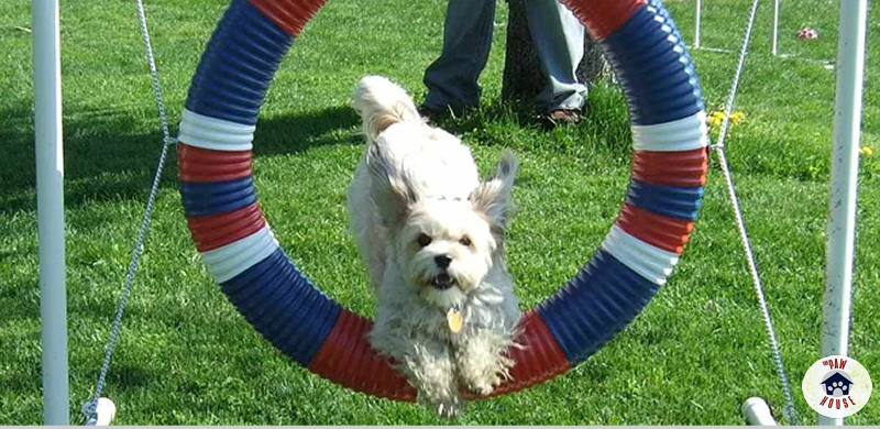 Paw House Inn: Vermont's Premier Dog Friendly Hotel & Vacation Destination