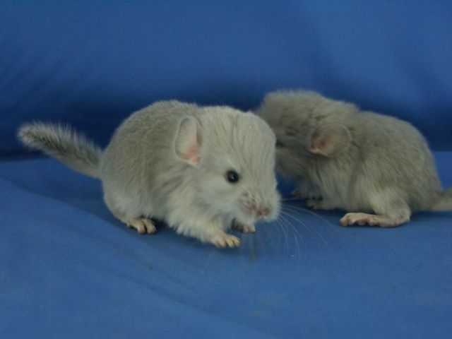 Blue Diamond Chinchillas | Chinchillas for sale, chinchilla breeder in WA