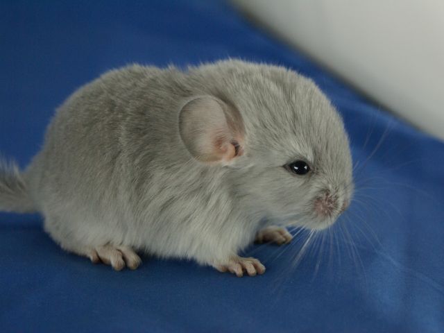 Blue Diamond Chinchillas | viking-chinchillas