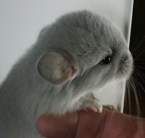Blue Diamond Chinchillas | Chinchillas for sale, chinchilla breeder in WA