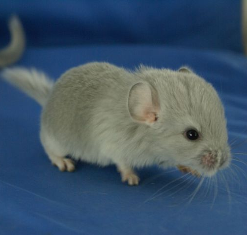 Blue Diamond Chinchillas | Chinchillas for sale, chinchilla breeder in WA