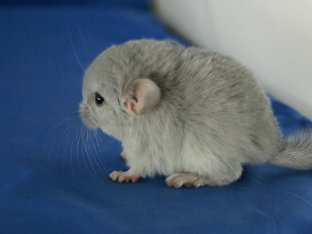 Blue Diamond Chinchillas | Chinchillas for sale, chinchilla breeder in WA