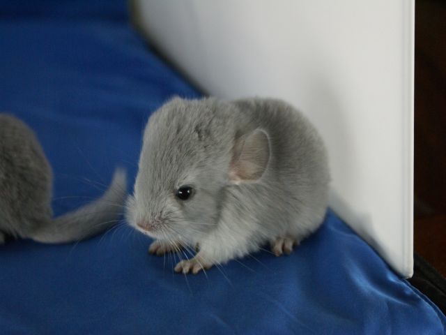 Blue Diamond Chinchillas | Chinchillas for sale, chinchilla breeder in WA