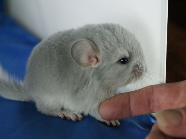 Blue Diamond Chinchillas | Chinchillas for sale, chinchilla breeder in WA