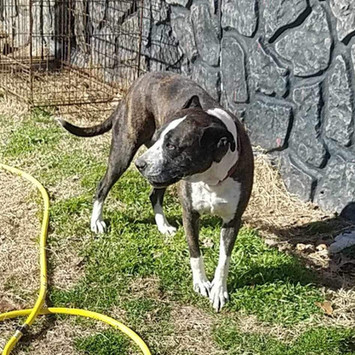 Gallery | Tails of the Forgotten Paws Animal Rescue of Arkansas/Illinois