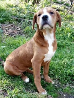 Adoptable Puppies | Tails of the Forgotten Paws Animal Rescue of ...