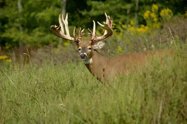 Guided Whitetail Deer Hunts | First Class Trophy Ranch