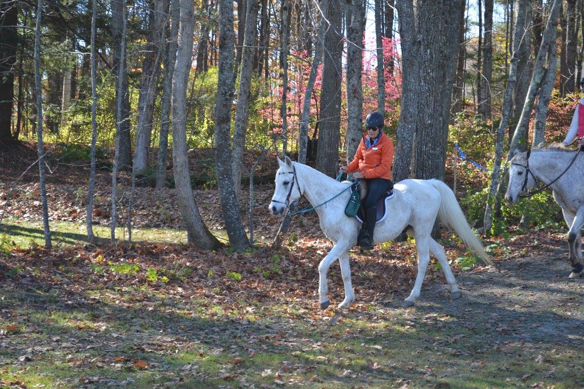Home | Hartland Riding Club
