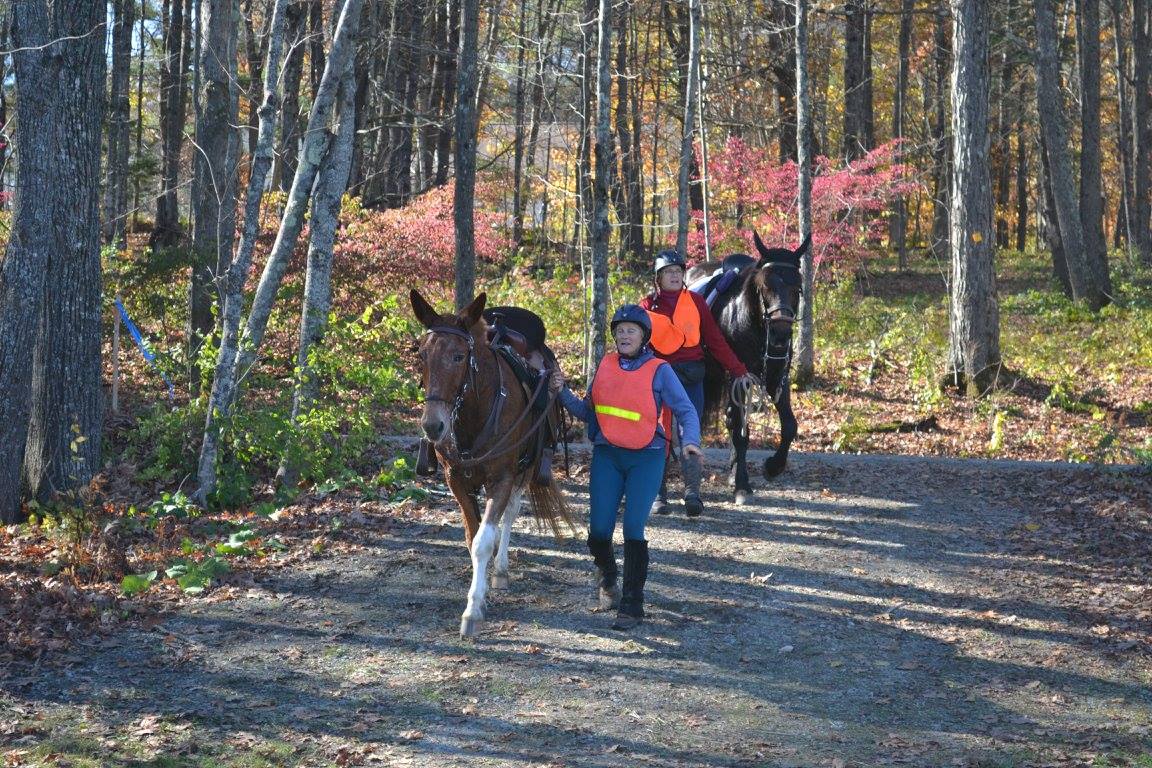 Home | Hartland Riding Club