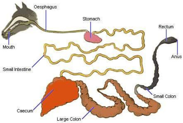 The Equine Digestive Tract