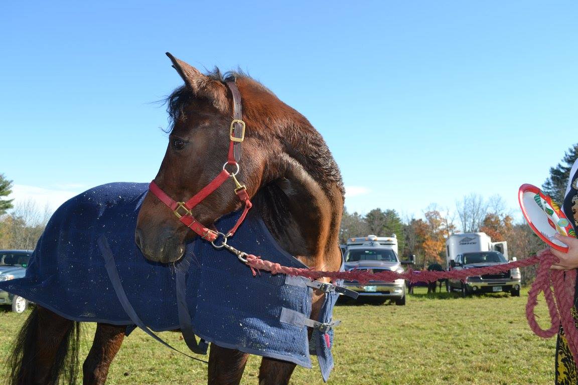 Home | Hartland Riding Club