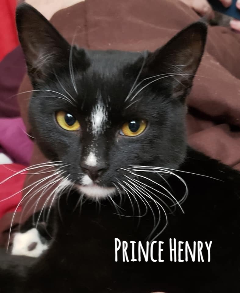 Adopt Cats & Kittens | Keitha's Kittie Rescue | Oregon