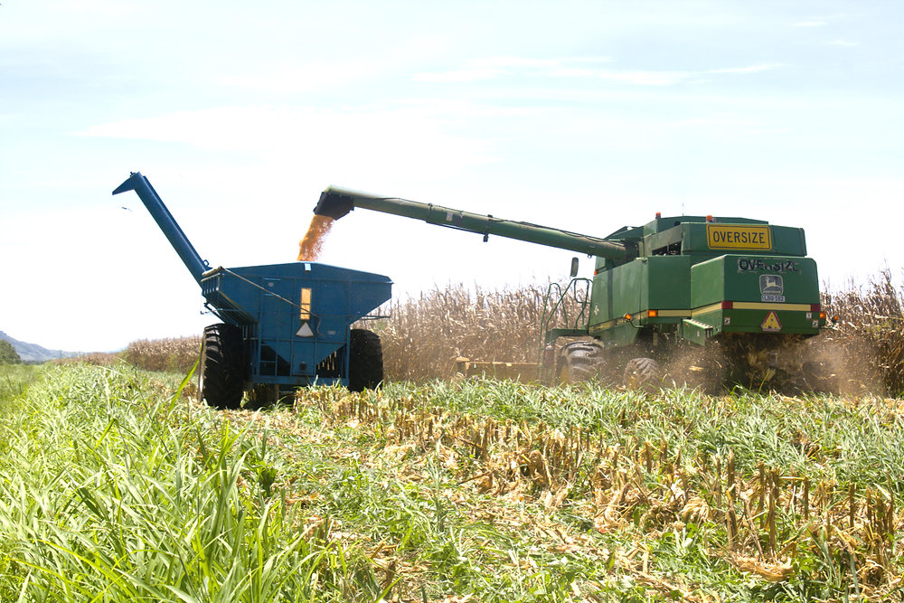 Cultivating Success: Grow PNG Joins Rumion Farm’s First CornField Harvest