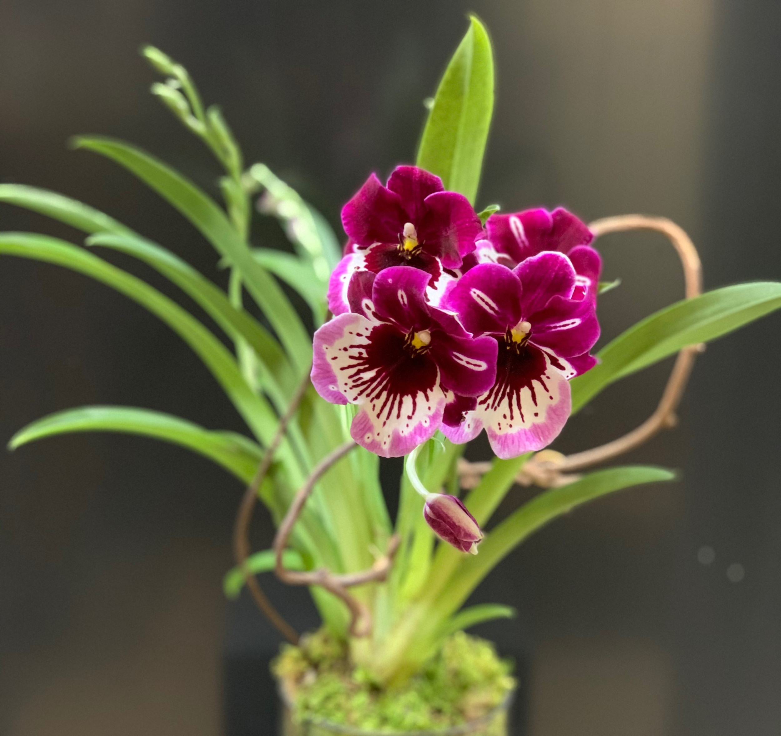 Orchids & Plants Delivery Manhattan | alexander florals