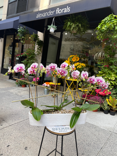 Pink Stripe Orchids | alexander florals