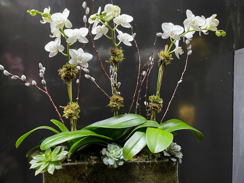 Triple White Mini Orchids & Succulents | alexander florals NYC