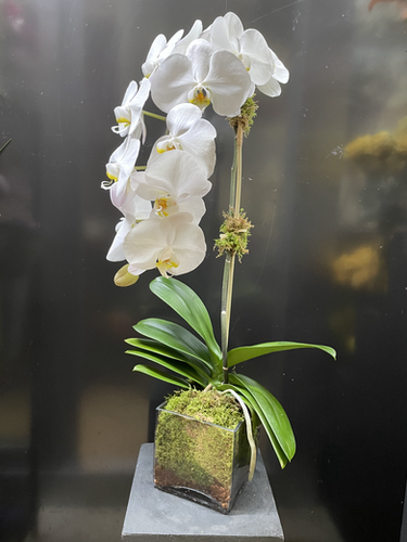 White Cascading Orchid | alexander florals NYC