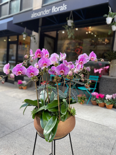 Golden Orchids | alexander florals