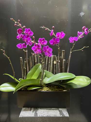 Mini Purple Orchids | alexander florals