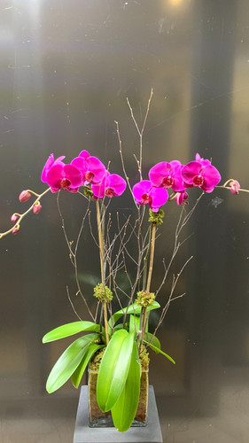 Hot Pink Double Orchid| alexander florals| NYC
