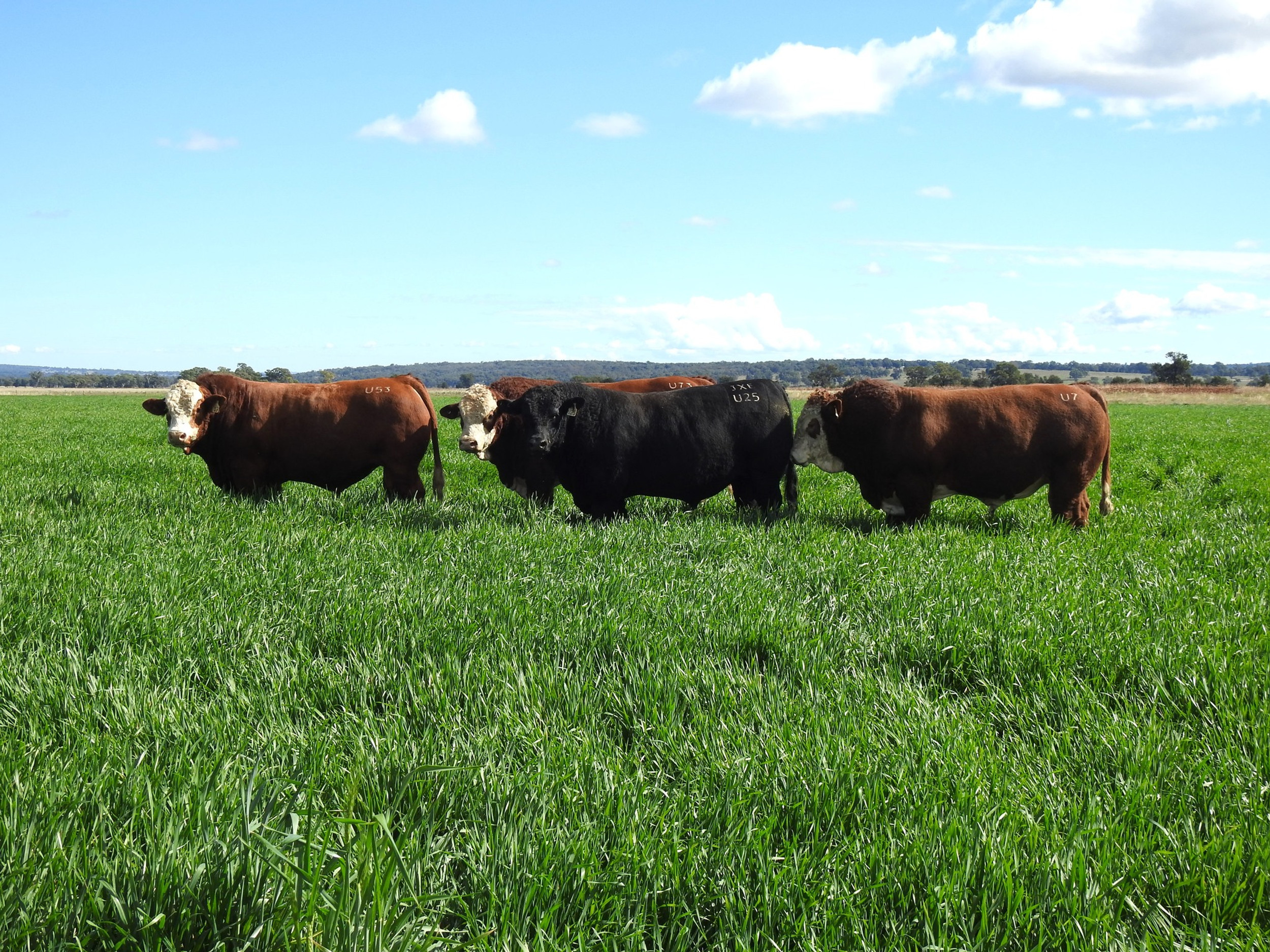 Simmental & Angus Bull Sale 2025 | baranasimmentals