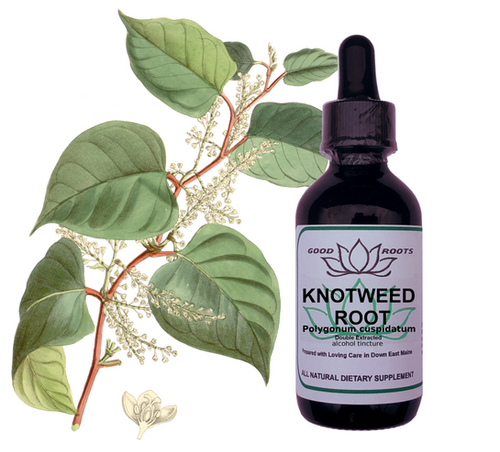 Knotweed Root Double Extracted Tincture | goodrootsherbal
