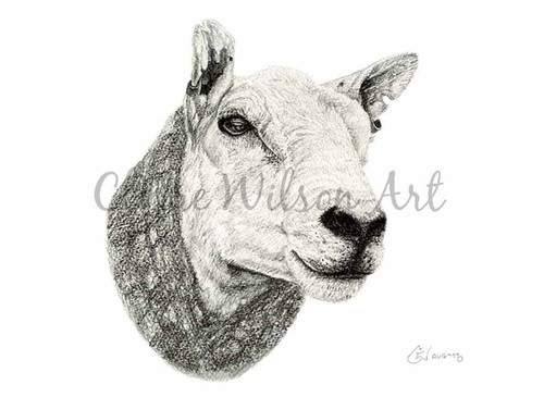 'Northern Star' (North Country Cheviot) Fine Art Limited Edition Print ...