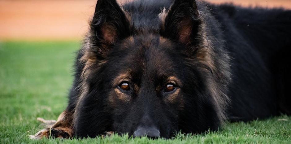 Sagi | WoodWolfKennels