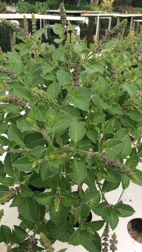 Basil - Holy Green, Tusli | Basilea Living Herbs