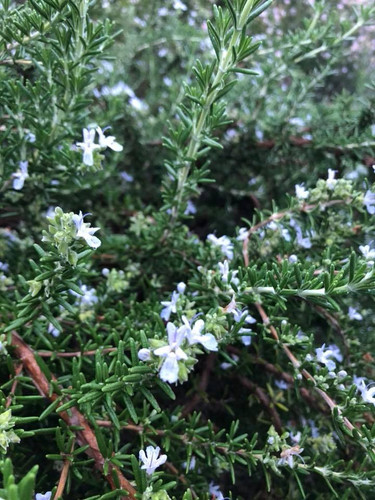 Prostrate Rosemary | Basilea Living Herbs | Brisbane