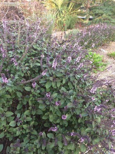 African Blue Basil | Basilea Living Herbs | Brisbane