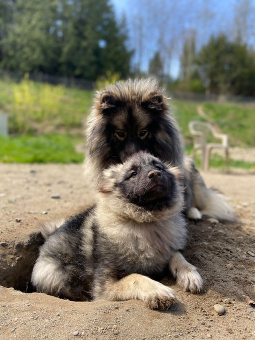Tranquility Garden Keeshond and KeeAussie Kennels