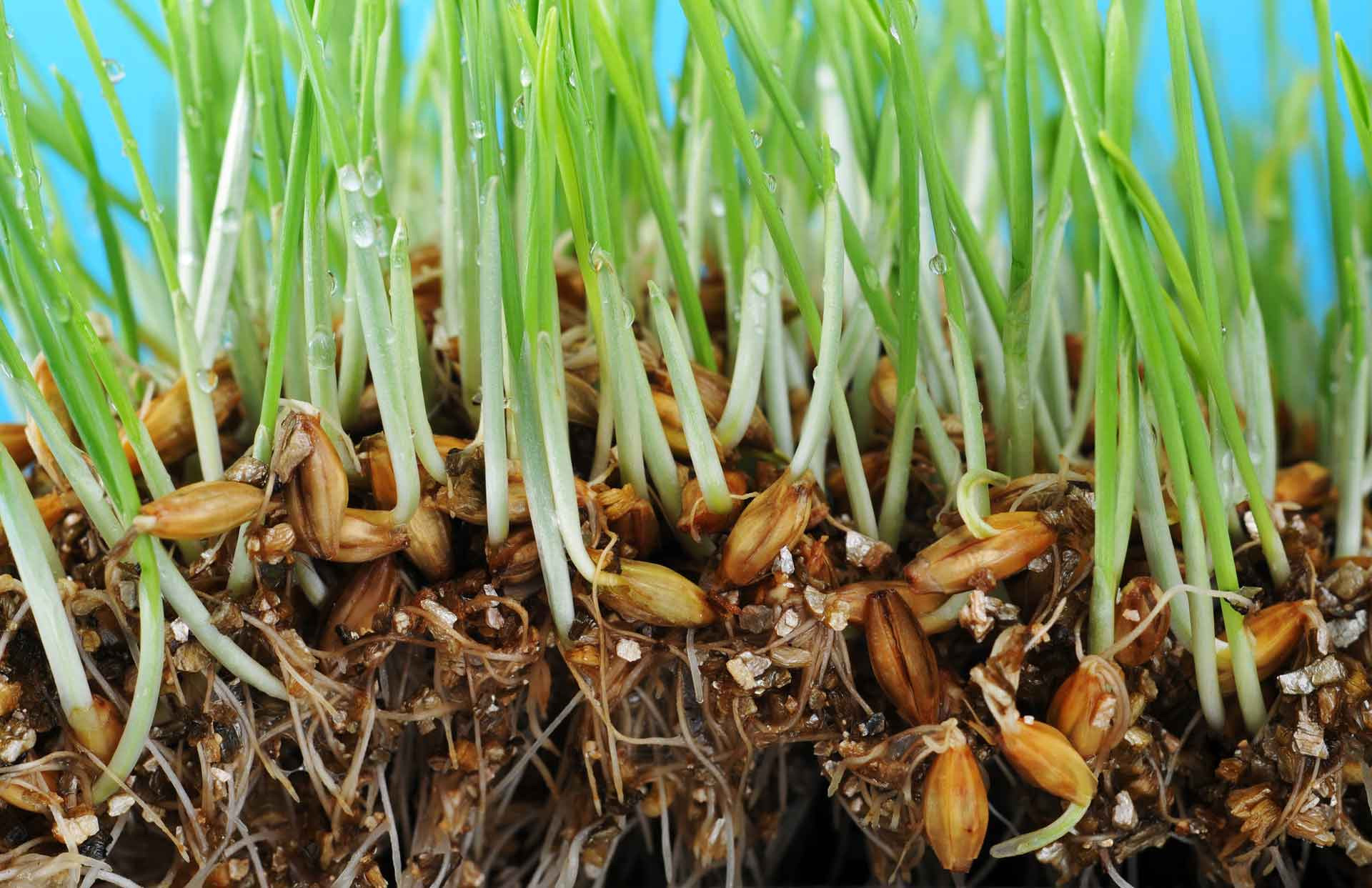 Turf growth | Devon Turf | Devon