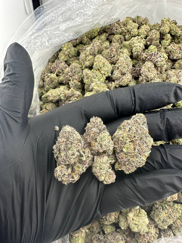 Runtz x Jealousy | NJ POTSHOP