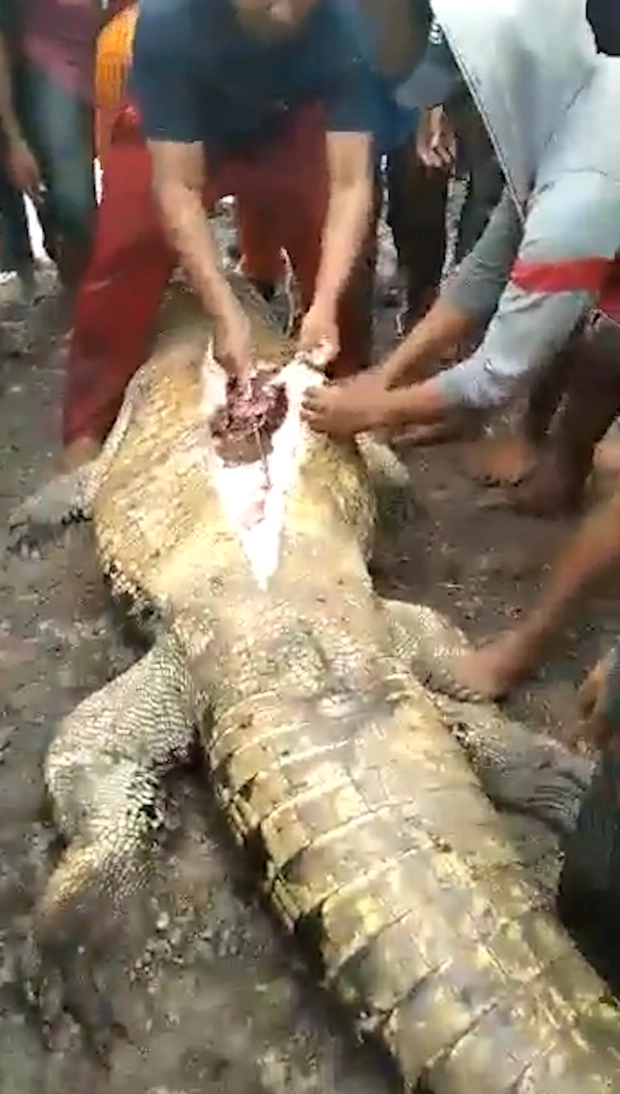 Shocking footage shows woman's body being CUT OUT of crocodile’s ...