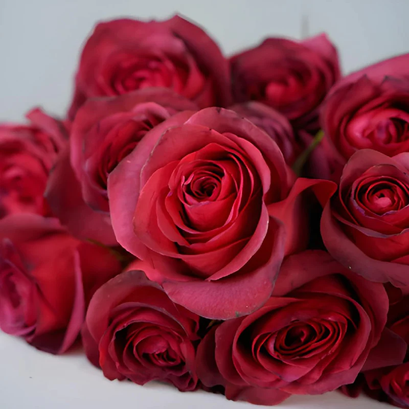 Dozen Roses (white, red or hot pink) - Graduation Bouquet ...