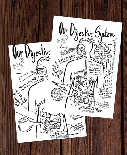 The amazing journey of food - The digestive system coloring printable ...