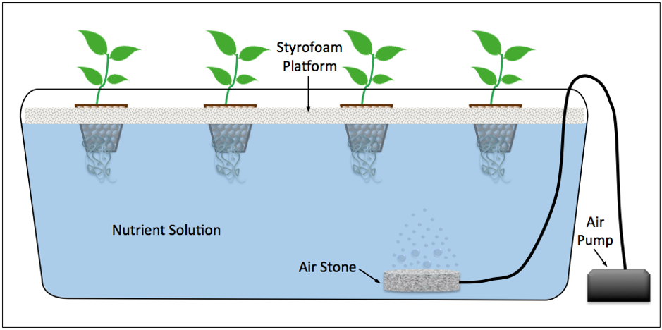 How to build your own easy hydroponic system: a beginners guide