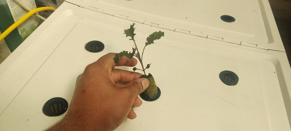 How to build your own easy hydroponic system: a beginners guide